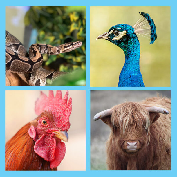 HUD: Tenants with Non-traditional Support Animals Must Demonstrate Need ...