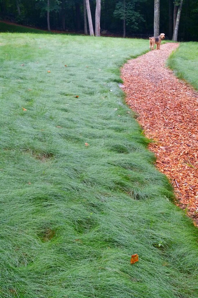 No Mow Grass Offers Alternative to High-Cost, High-Maintenance Lawn ...